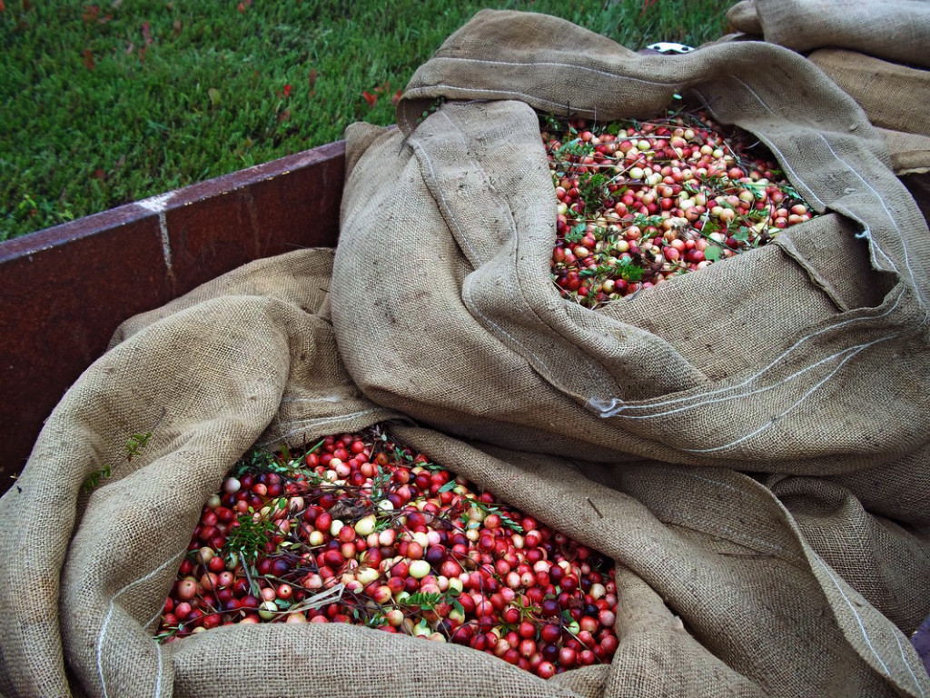 Cranberry Bog Tours | Guided Tours of a Working Cranberry Farm
